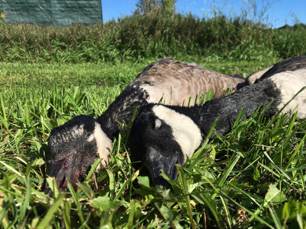 Easy Grilled Goose Breasts | Get Out & Go Hunting